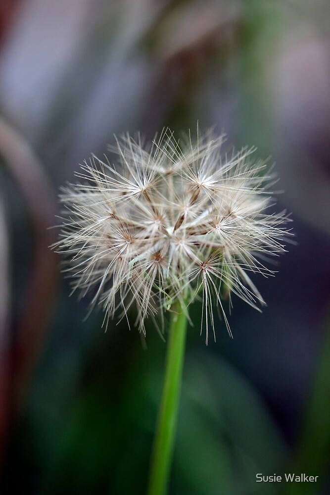 "Murnong Yam Daisy - Microseris lanceolata" by Susie Walker | Redbubble