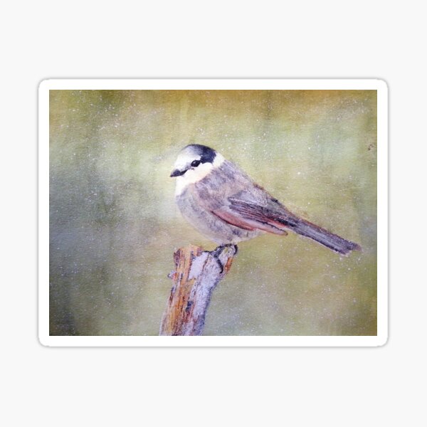 "Canada Jay" Sticker for Sale by StuartKennArt | Redbubble