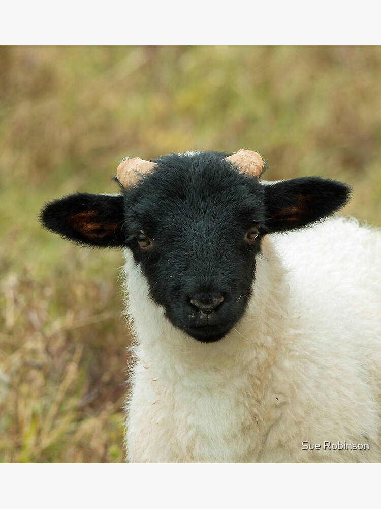 Cordero De Cara Negra Cuatro Razas De Ovejas Curiosas