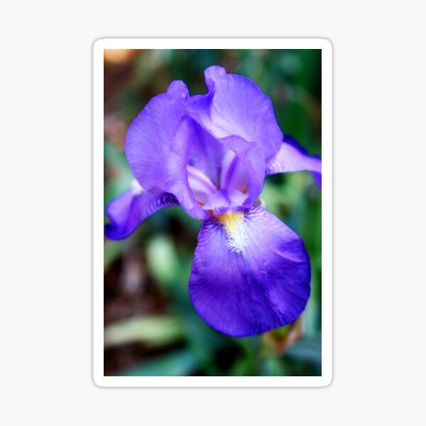 "Iris flower" Sticker for Sale by PetruLee | Redbubble