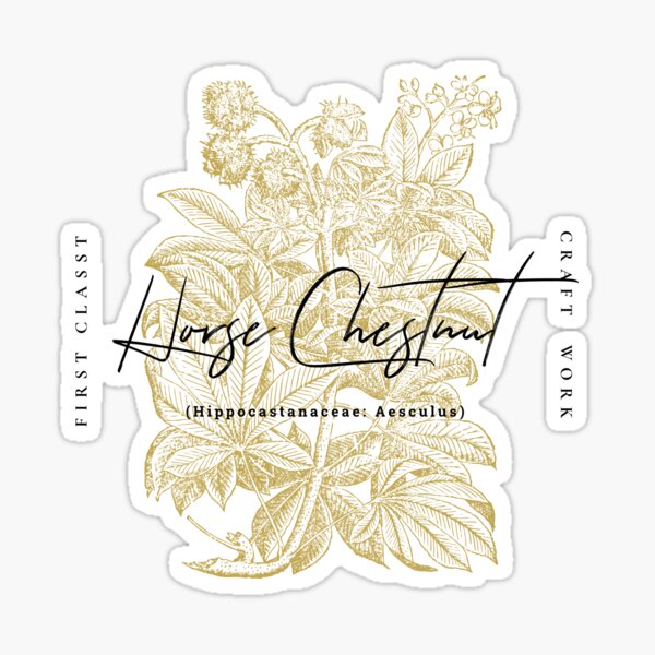 "Horse Chestnut White Botanical Vintage Lineart " Sticker for Sale by ...