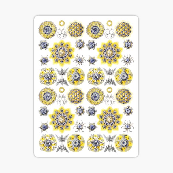 "Macro Sea Creatures Amoeba " Sticker for Sale by JoolyA | Redbubble