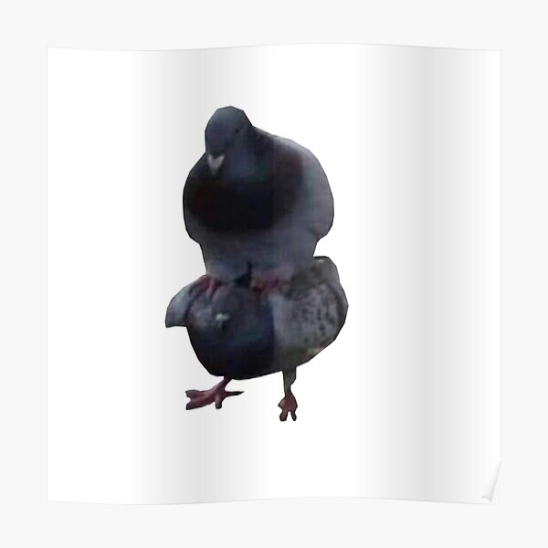 "Pigeon Stack" Poster by Silasi | Redbubble