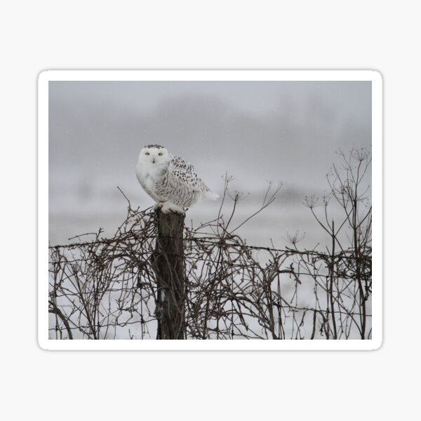 Posted Stickers | Redbubble