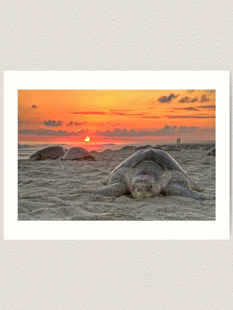 "Pregnant female sea turtles return to the beaches" Art Print for Sale ...