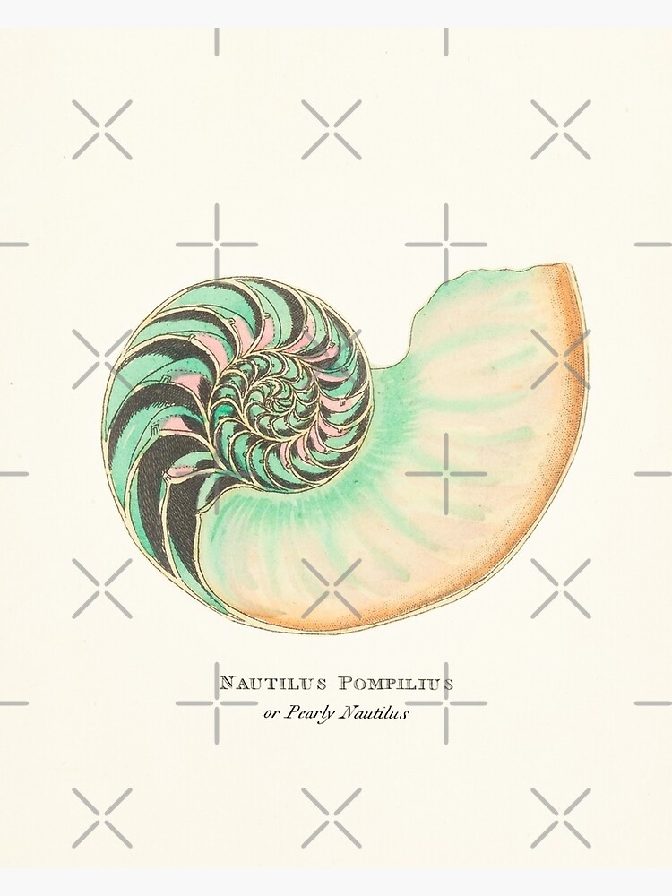 "Shell print, Vintage Sea Shell, ammonite print, sea shell prints ...