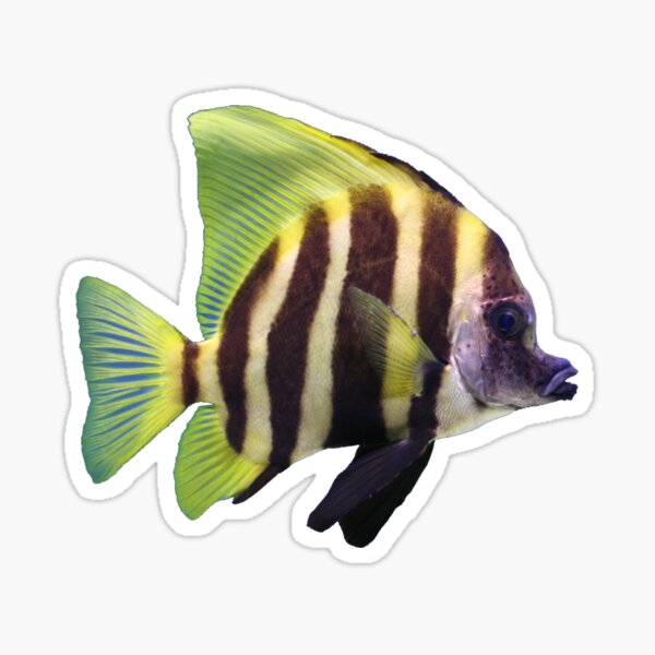 "Zebra Tang" Sticker for Sale by killies | Redbubble