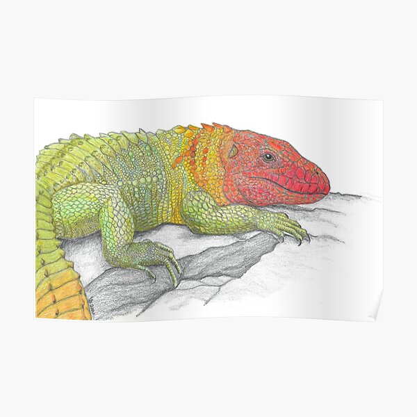 "Caiman Lizard" Poster by TinkerandBone | Redbubble