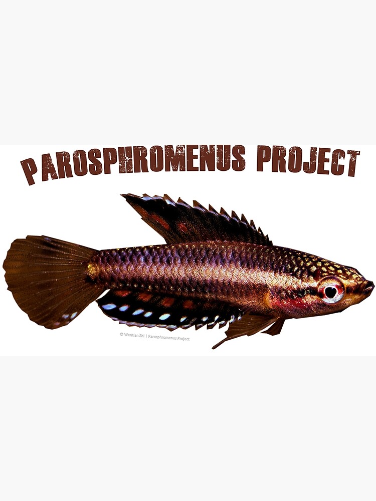 "Parosphromenus parvulus" Poster by Parosphromenus | Redbubble
