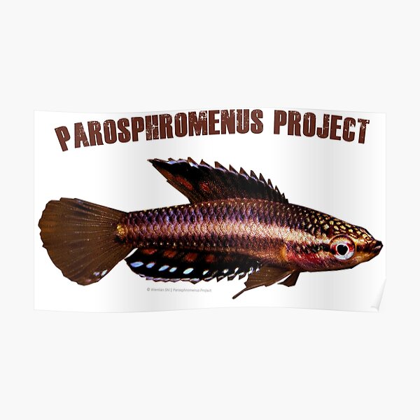 "Parosphromenus parvulus" Poster by Parosphromenus | Redbubble