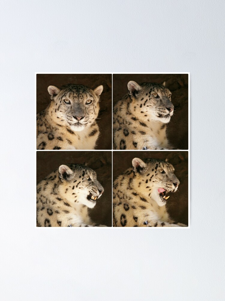 "Snow Leopard ~ collage" Poster for Sale by rogersmith | Redbubble