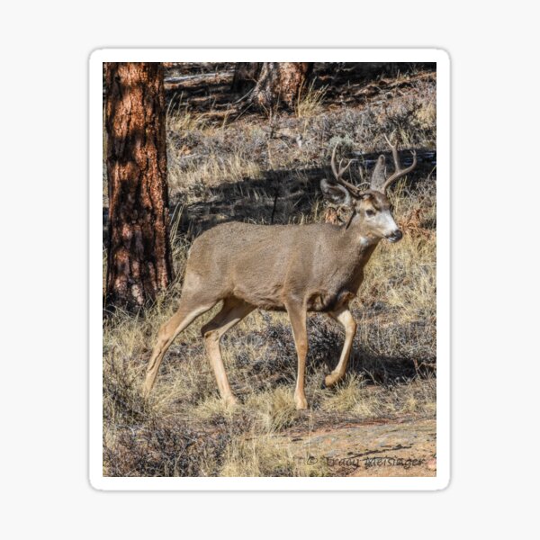 "Mule Deer Buck" Sticker for Sale by TBirdPhotos | Redbubble