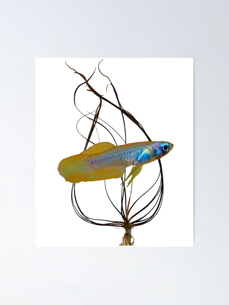 "Poropanchax normani killifish and crypt" Poster for Sale by killies ...