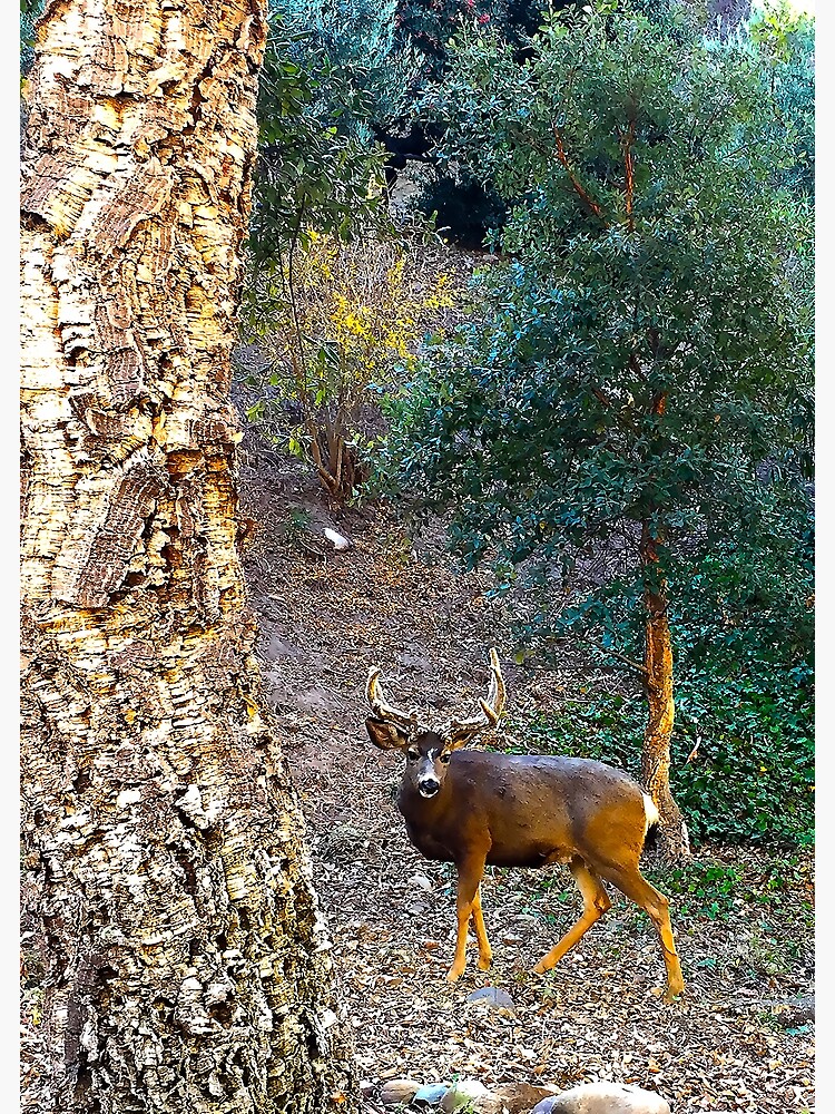 Póster «Venado bura de California (Odocoileus hemionus californicus ...