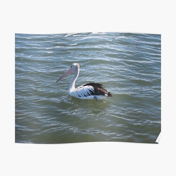"The Friendly Pelican " Poster by LizEllisPhotos | Redbubble