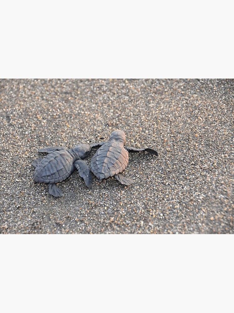 "Blue ocean sea turtle babies - summer sand baby turtles" Canvas Print ...