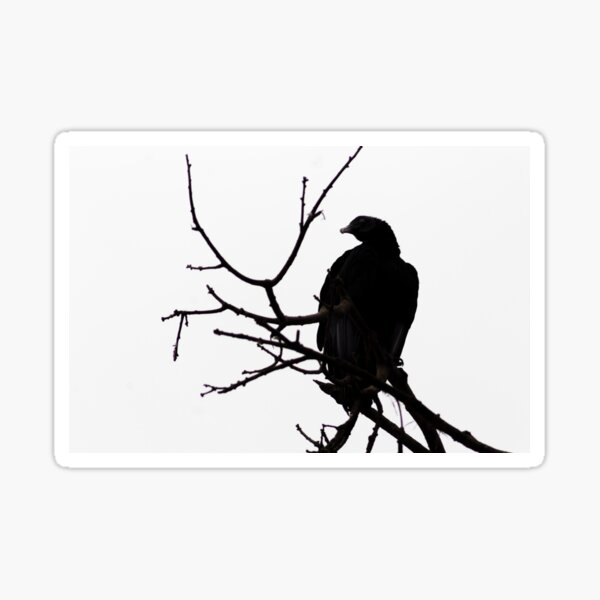 "Black vulture" Sticker for Sale by enlacajaoscura | Redbubble