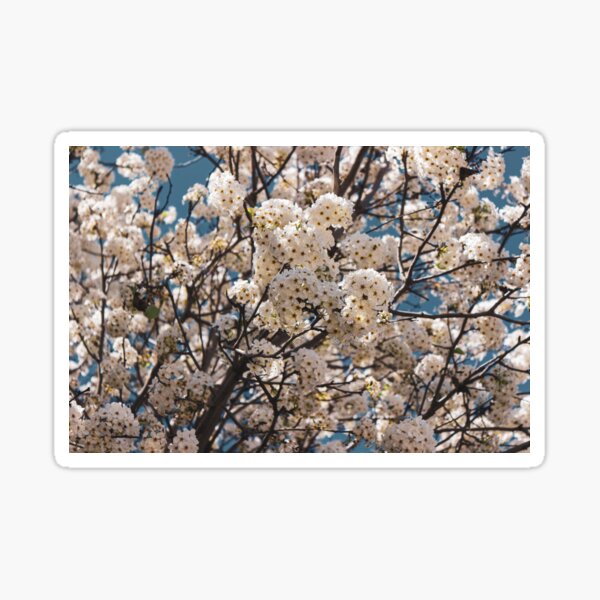 "Yoshino Cherry Flowers " Sticker by devinswy | Redbubble