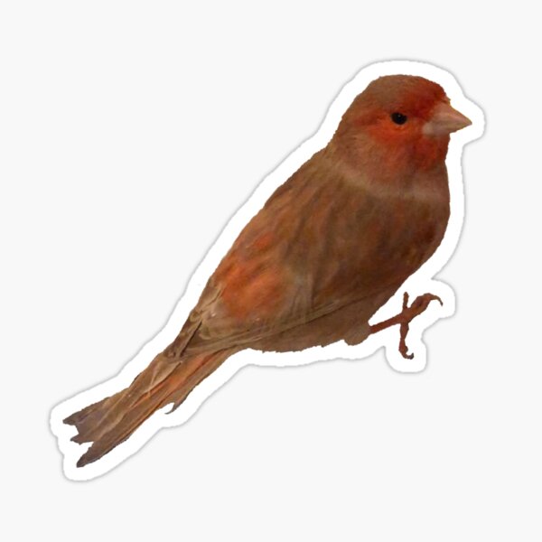 "Red Canary Bird Gifts" Sticker for Sale by TheBlissfulBird | Redbubble