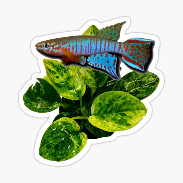 "Bualanum and gold anubias plant" Sticker for Sale by killies | Redbubble