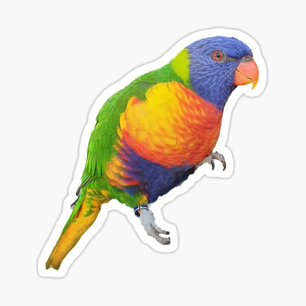 "Parakeet " Sticker by Azaleah | Redbubble