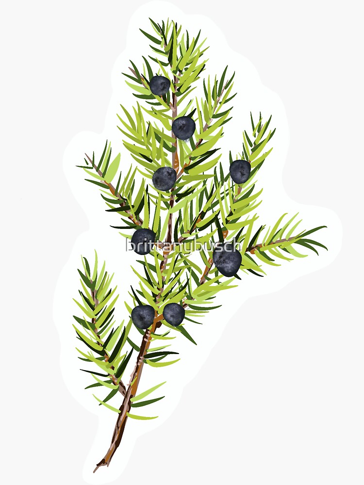 "Juniper" Sticker for Sale by brittanybusch | Redbubble