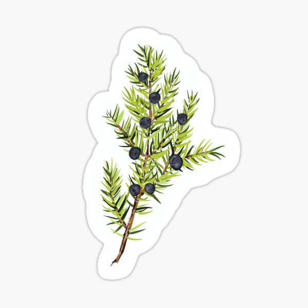 "Juniper" Sticker for Sale by brittanybusch | Redbubble