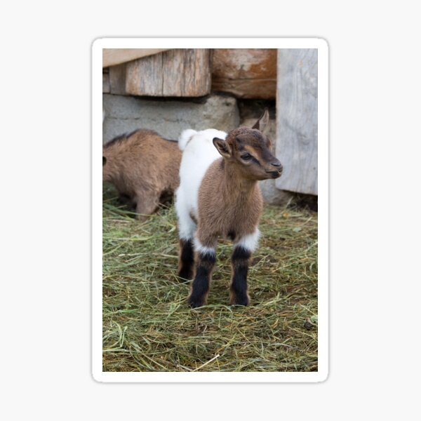 "Baby Goat" Sticker for Sale by YairKarelic | Redbubble