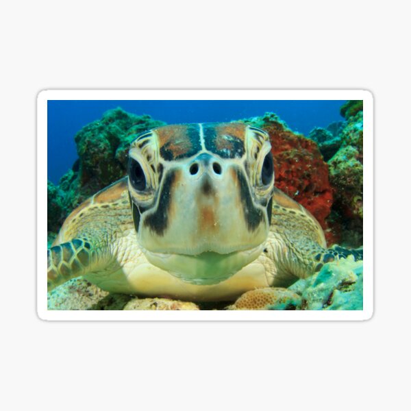 "Blue ocean sea turtle - summer sea swimming turtle" Sticker for Sale ...