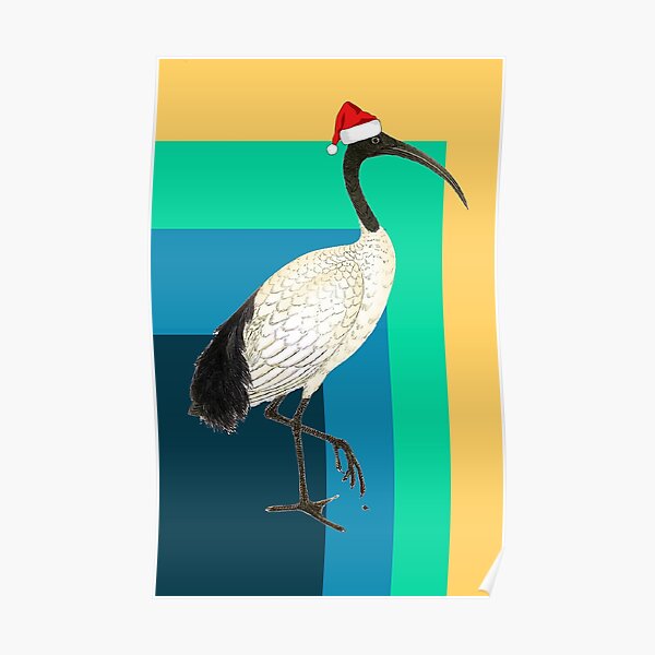 "Australian Ibis Christmas" Poster by tkathleen99 | Redbubble