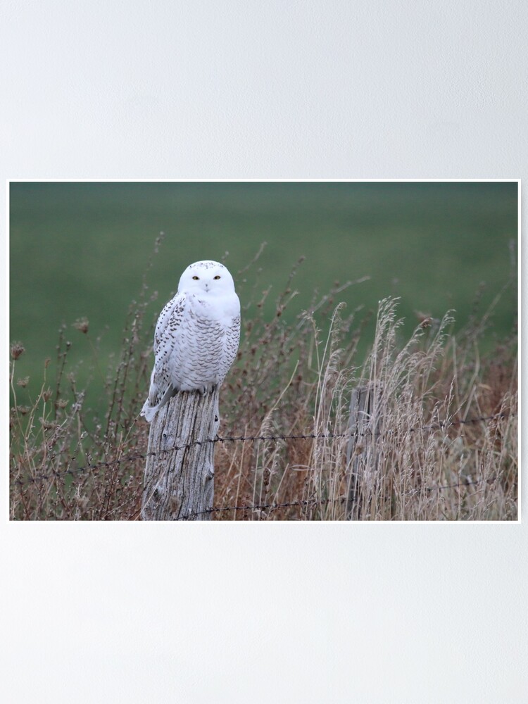 "Snowy owl" Poster for Sale by Skylarked | Redbubble
