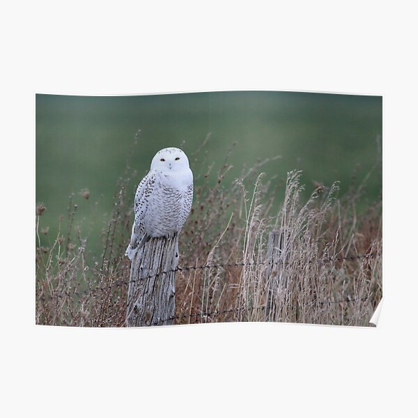 "Snowy owl" Poster for Sale by Skylarked | Redbubble