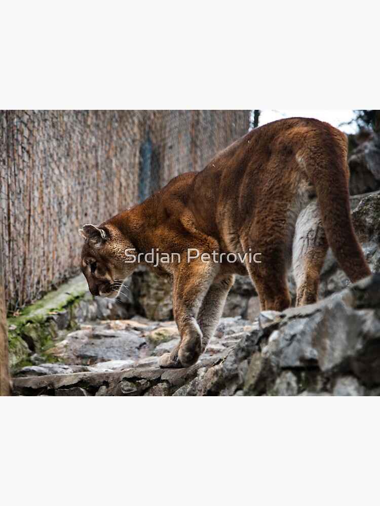 "Puma" Sticker for Sale by Srdjanfox | Redbubble