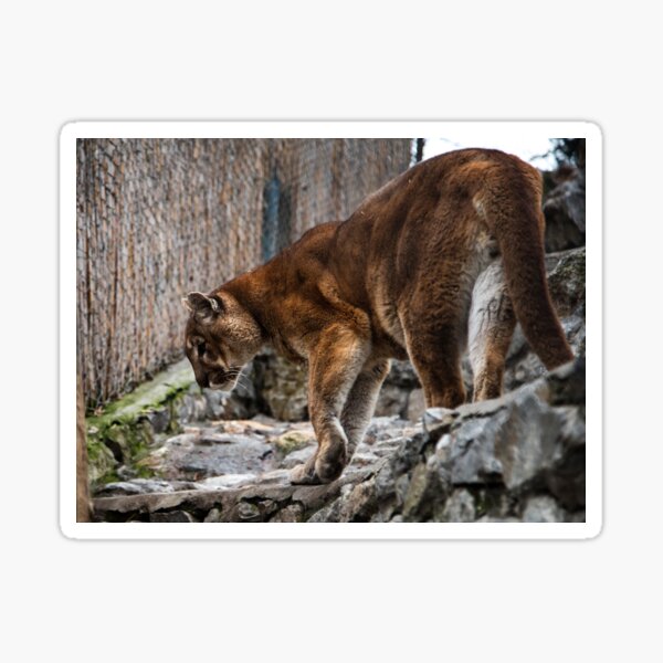 "Puma" Sticker for Sale by Srdjanfox | Redbubble