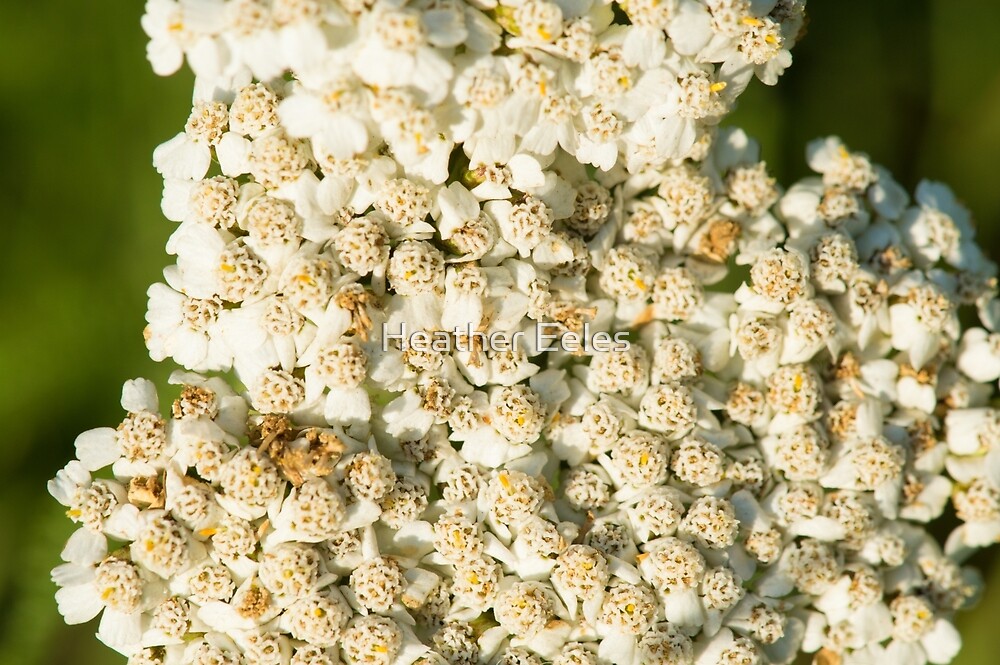 "Popcorn Flower" by Heather Eeles | Redbubble