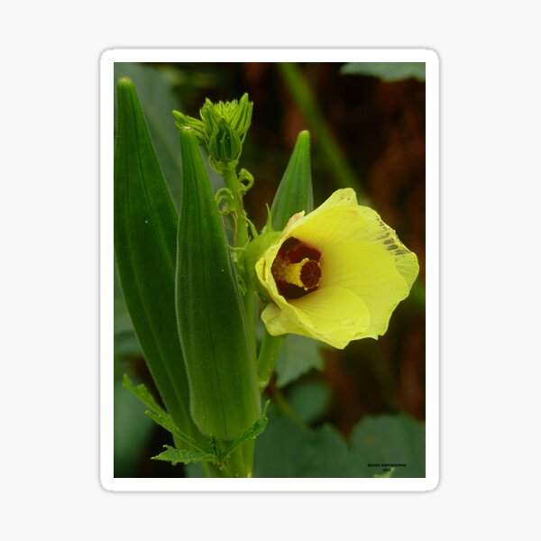 " Blooming Okra" Sticker for Sale by puffkitty3 | Redbubble
