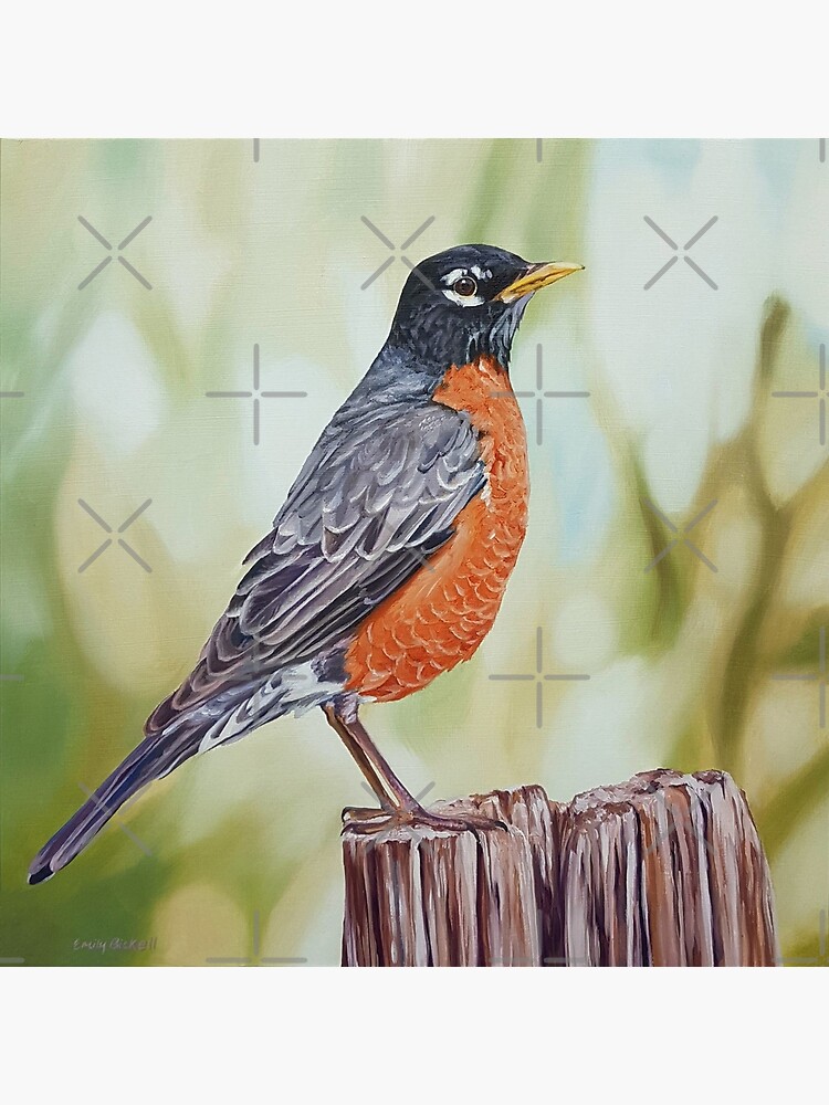 Robin Bird Paintings