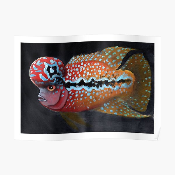 "Flowerhorn fish artwork, kamfa" Poster by Crossfish | Redbubble