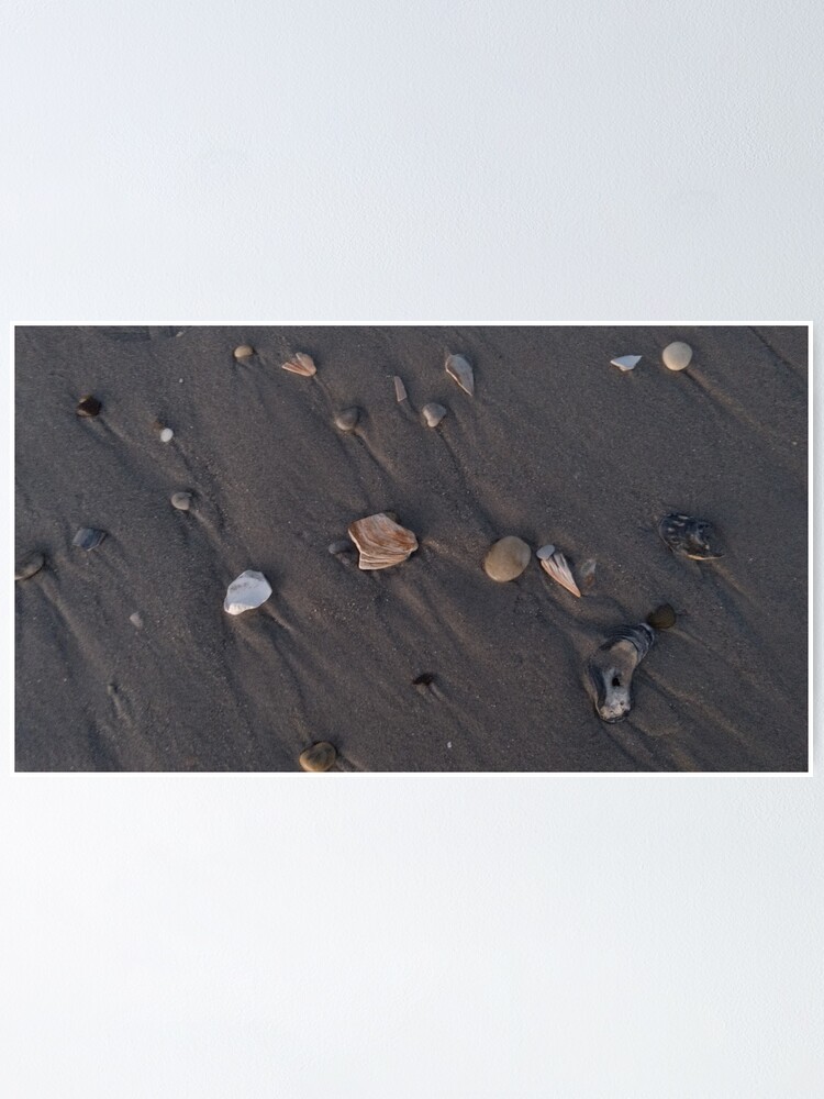"Sea shells" Poster for Sale by jeremydschwartz | Redbubble