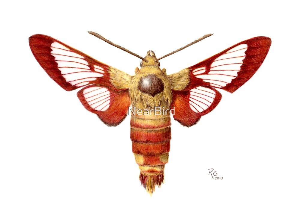 "Hummingbird Clearwing Moth" by NearBird | Redbubble
