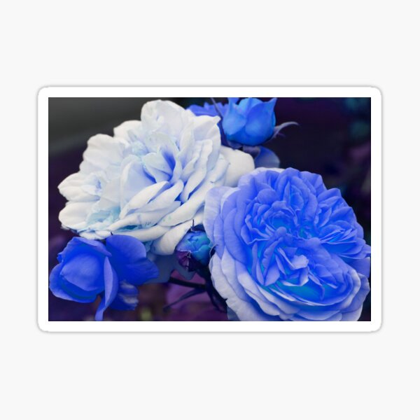 "Blue Roses" Sticker for Sale by BiscuitSnack | Redbubble