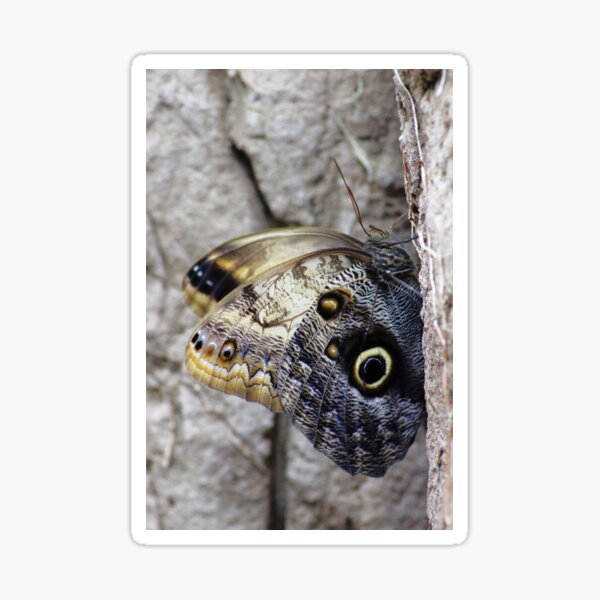 "looking at you" Sticker for Sale by photosandmovies | Redbubble