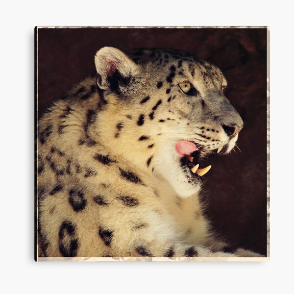 Snow Leopard Canvas Prints | Redbubble