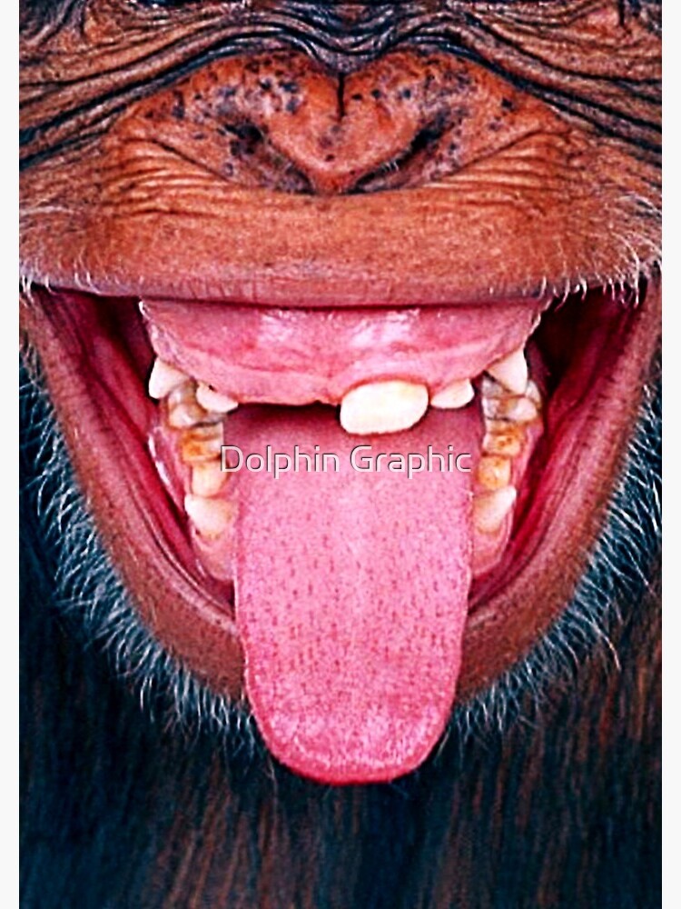 "Monkey tongue out close-up face show teeth wildlife Animal Gifts ...
