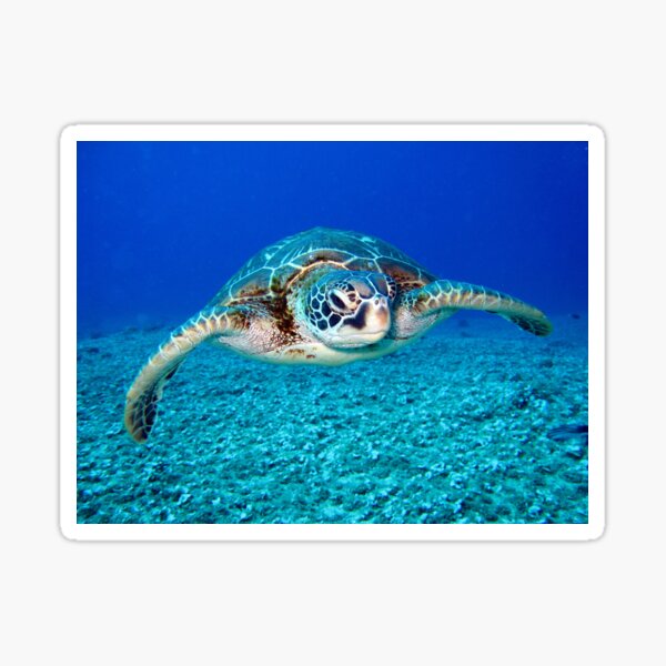 "Blue ocean sea turtle - summer sea swimming turtle" Sticker by ...