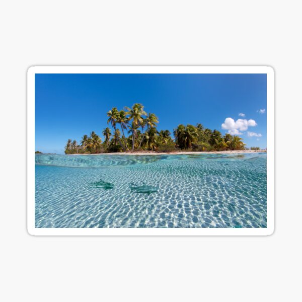 "Shark Pool" Sticker for Sale by Kameranobs | Redbubble