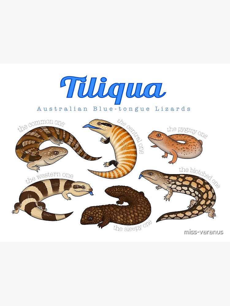 "Blue-tongue Lizards" Poster for Sale by miss-varanus | Redbubble