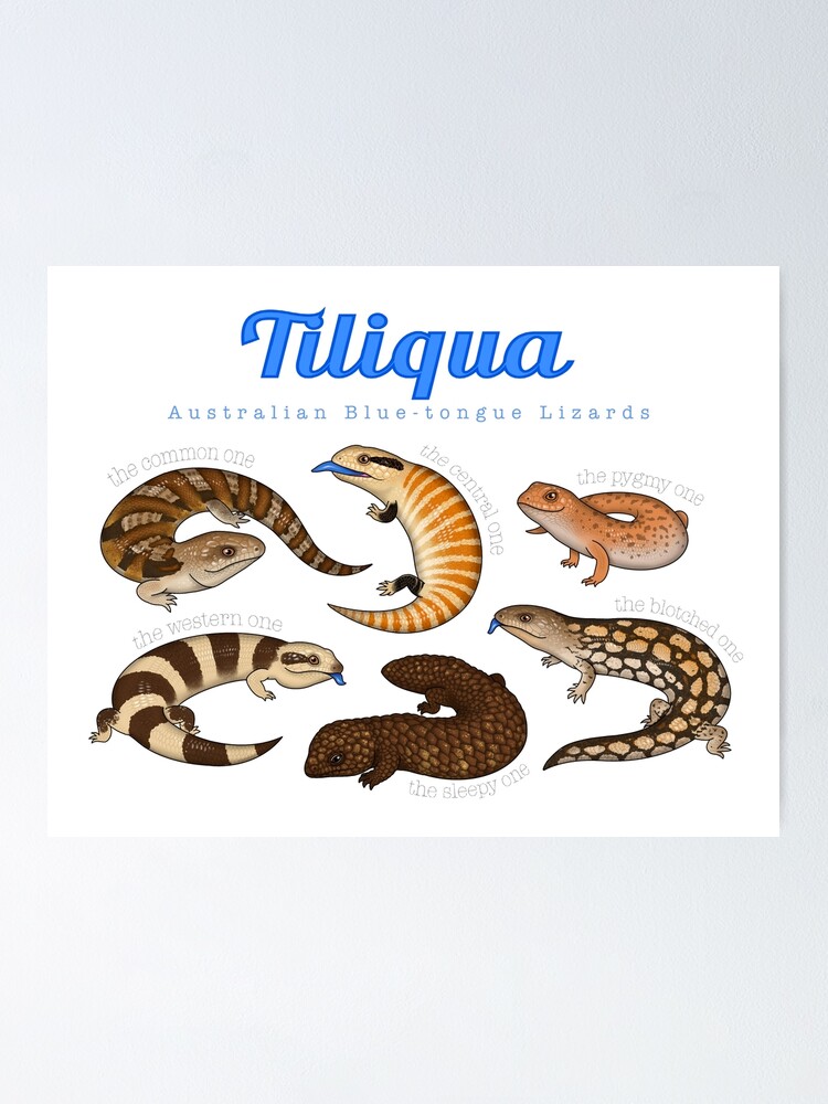 "Blue-tongue Lizards" Poster for Sale by miss-varanus | Redbubble