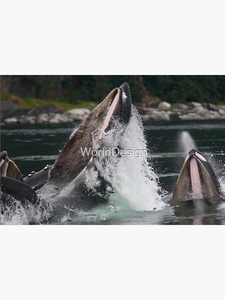 "Humpback Whales Breaching" Sticker for Sale by WorldDesign | Redbubble