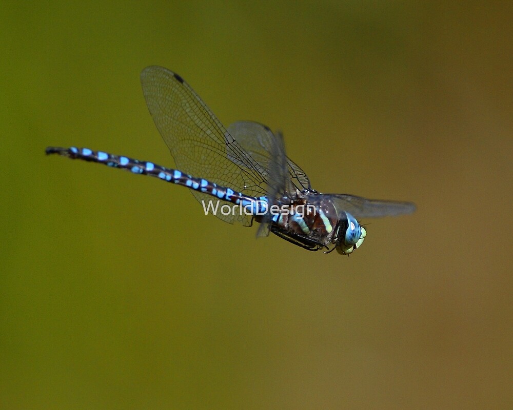 "Dragonfly in Flight" by WorldDesign | Redbubble